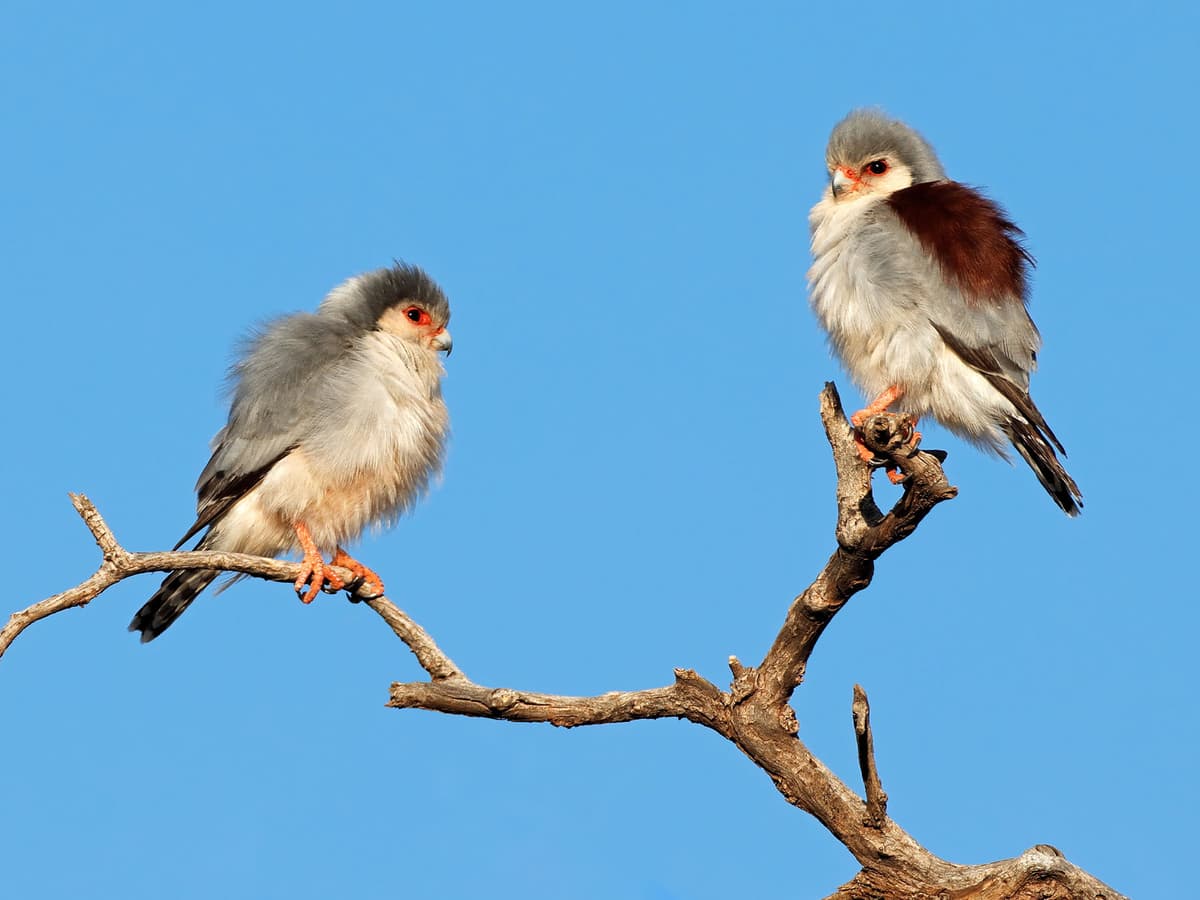 African Pygmy-falcon | Birdfact