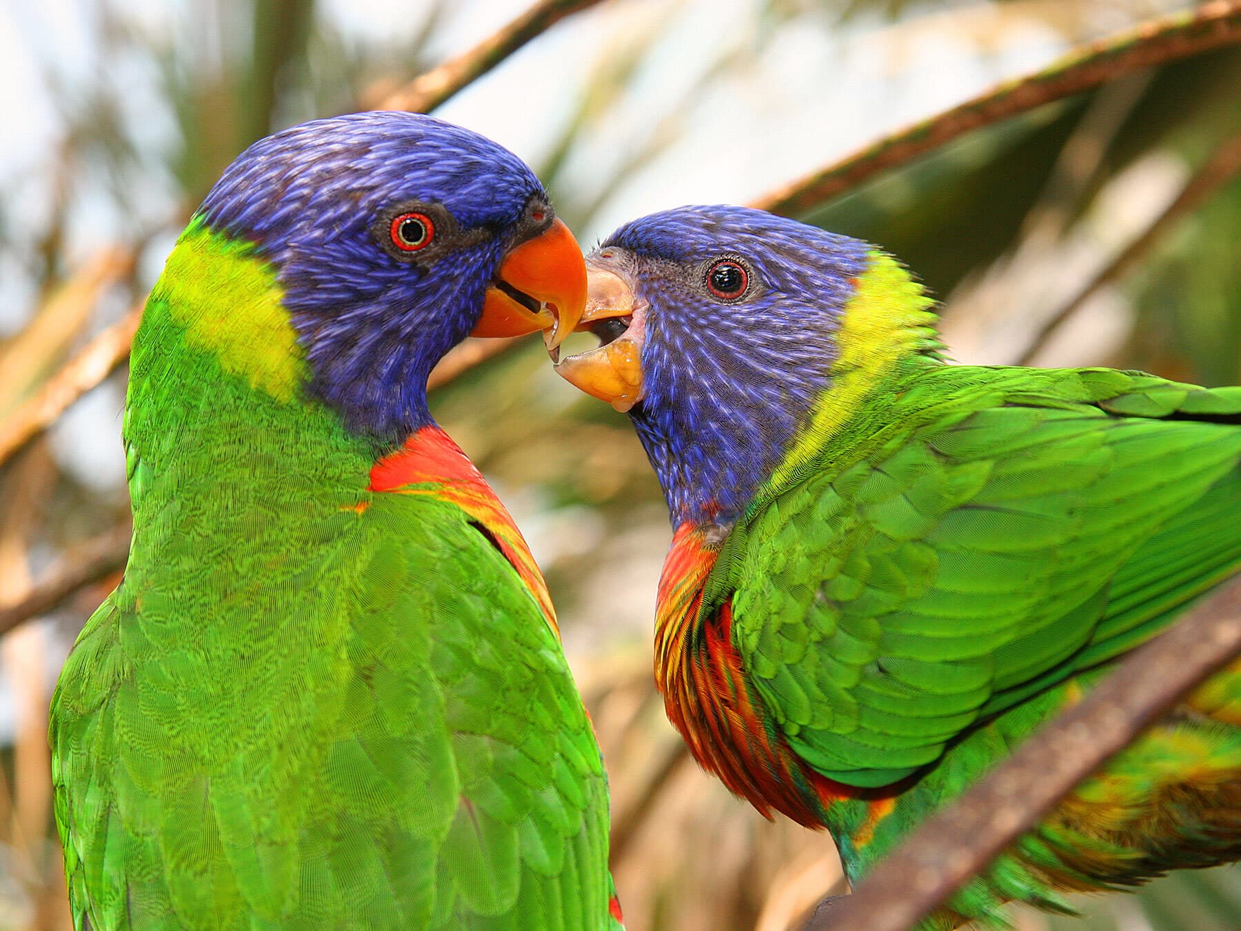 What Do Rainbow Lorikeets Eat? (Complete Guide) | Birdfact