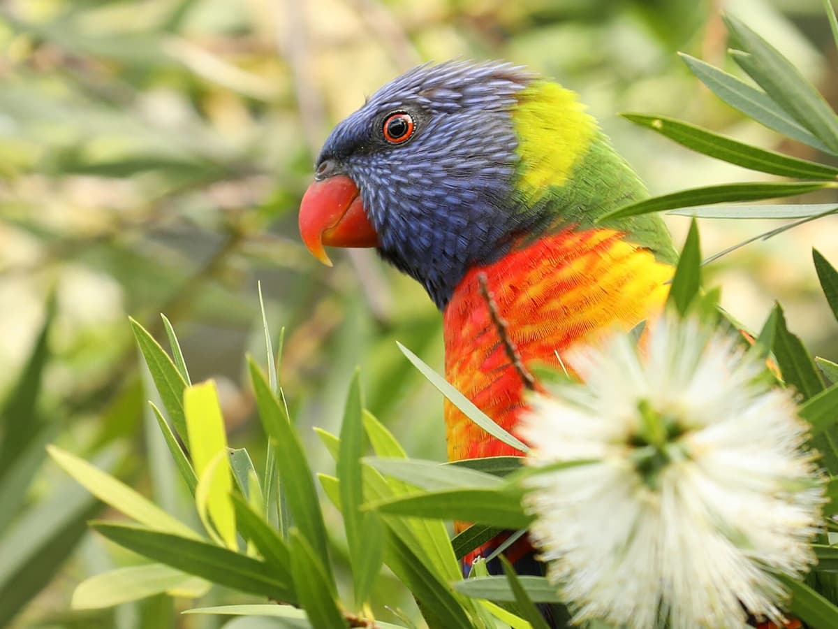 What Do Rainbow Lorikeets Eat? (Complete Guide) | Birdfact