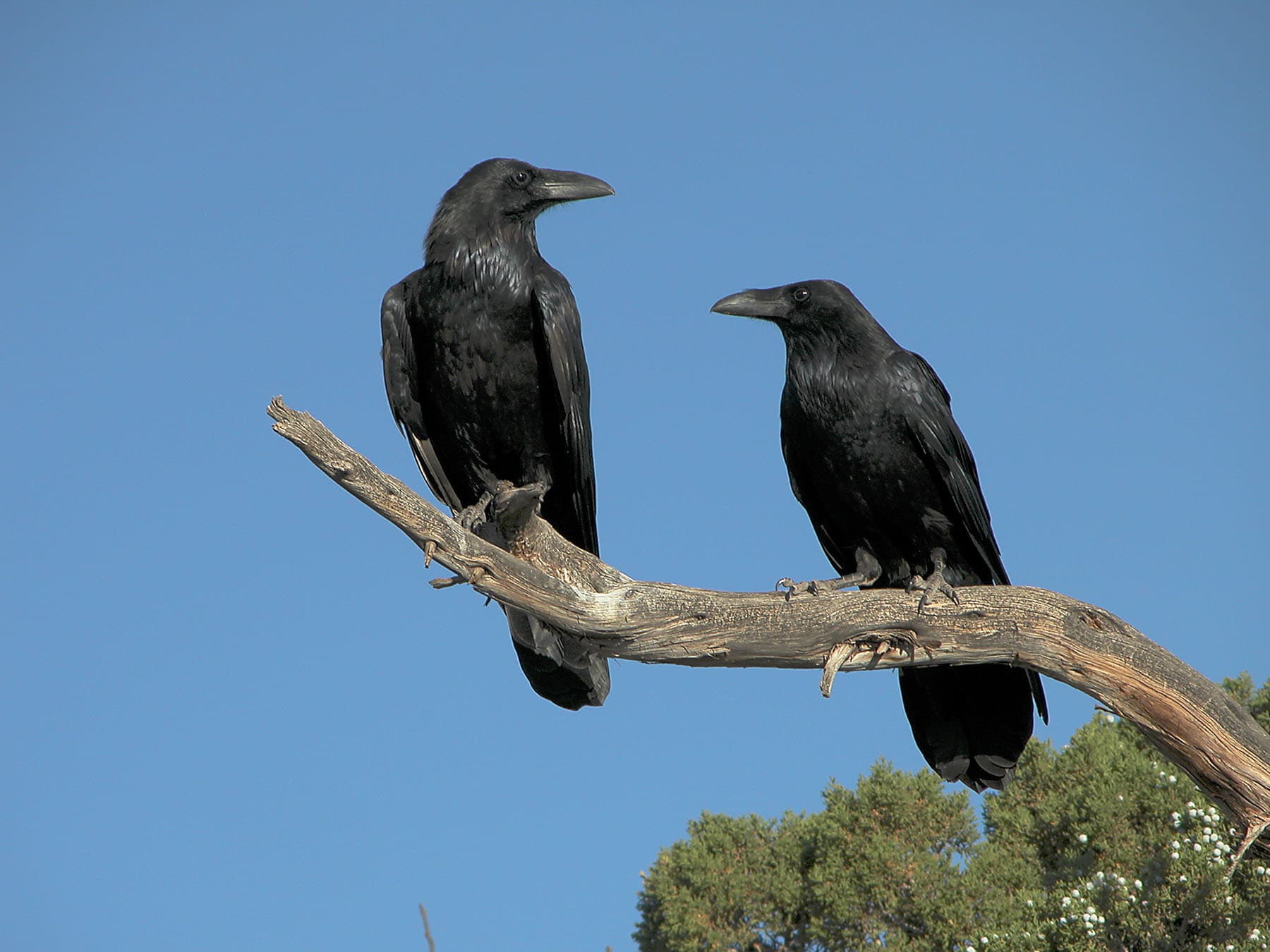 Raven Nesting (Behavior, Eggs + Location) | Birdfact