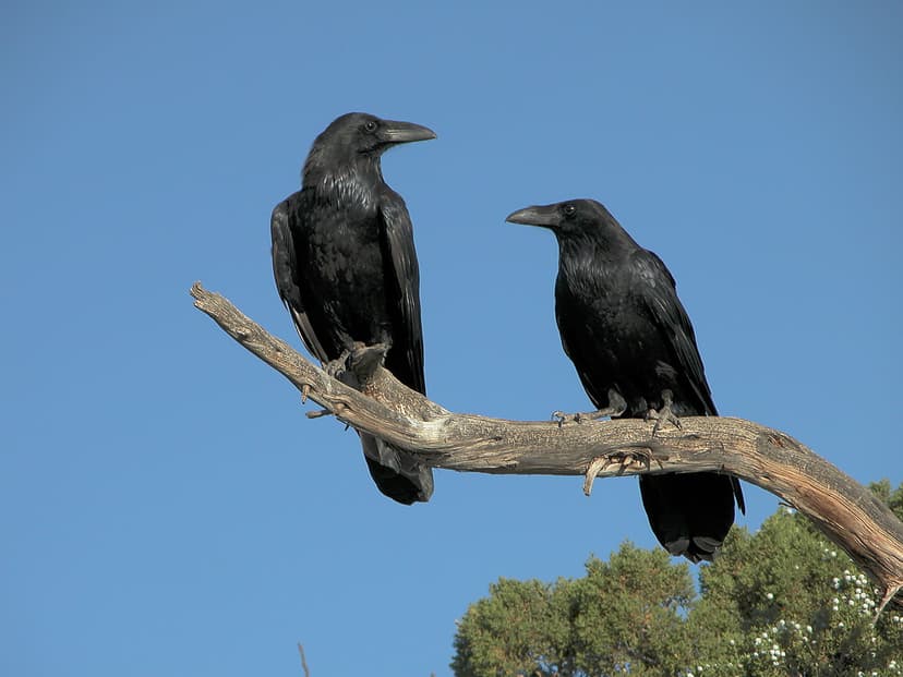 Raven Nesting (Behavior, Eggs + Location) | Birdfact