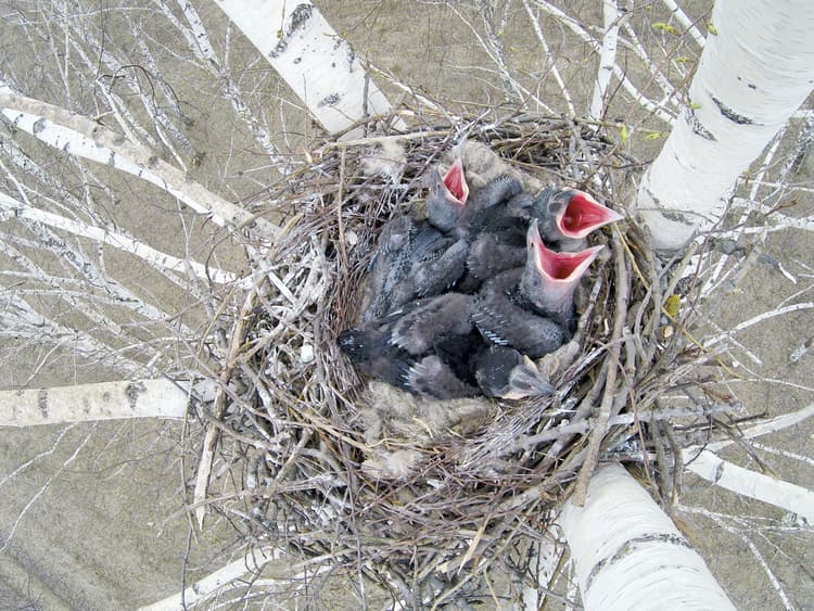 Raven Nesting (Behavior, Eggs + Location) | Birdfact