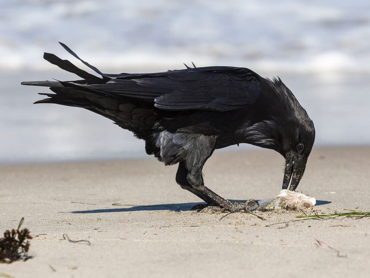 What Do Ravens Eat? (Common Raven Diet) | Birdfact