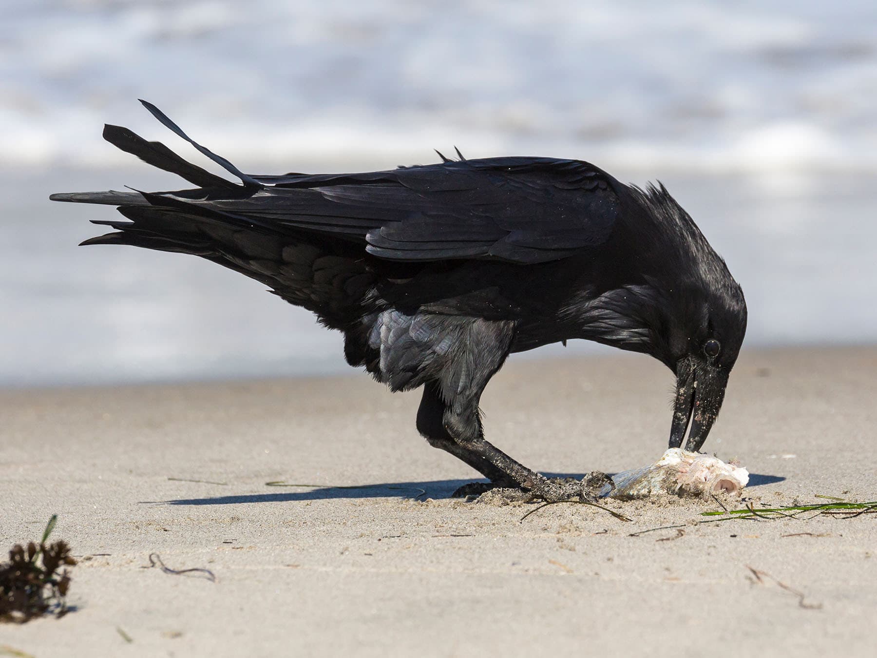 What Do Ravens Eat? (Common Raven Diet) | Birdfact