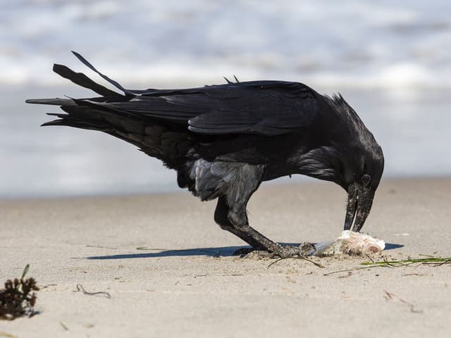 What Do Ravens Eat? (Common Raven Diet) | Birdfact