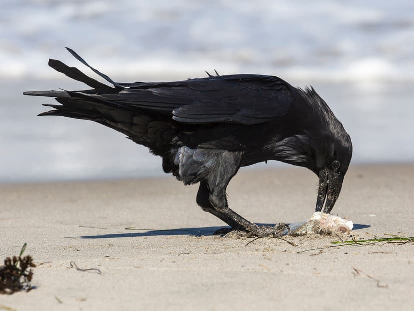 What Do Ravens Eat? (Common Raven Diet) | Birdfact