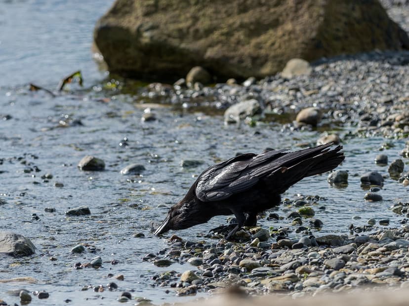 What Do Ravens Eat? (Common Raven Diet) | Birdfact