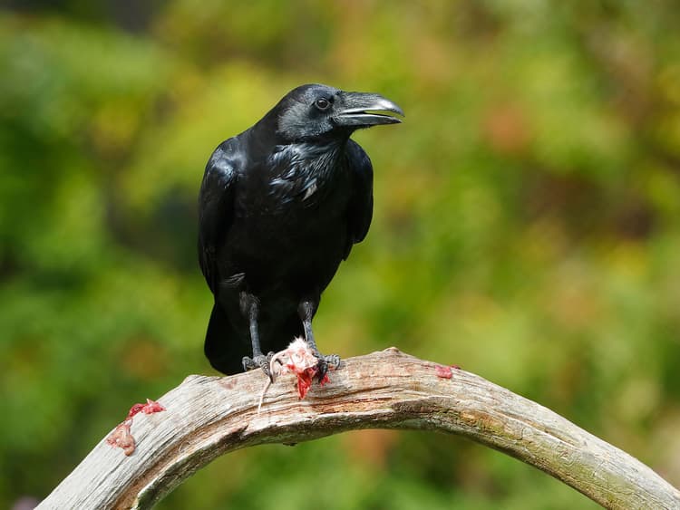 What Do Ravens Eat? (Common Raven Diet) | Birdfact