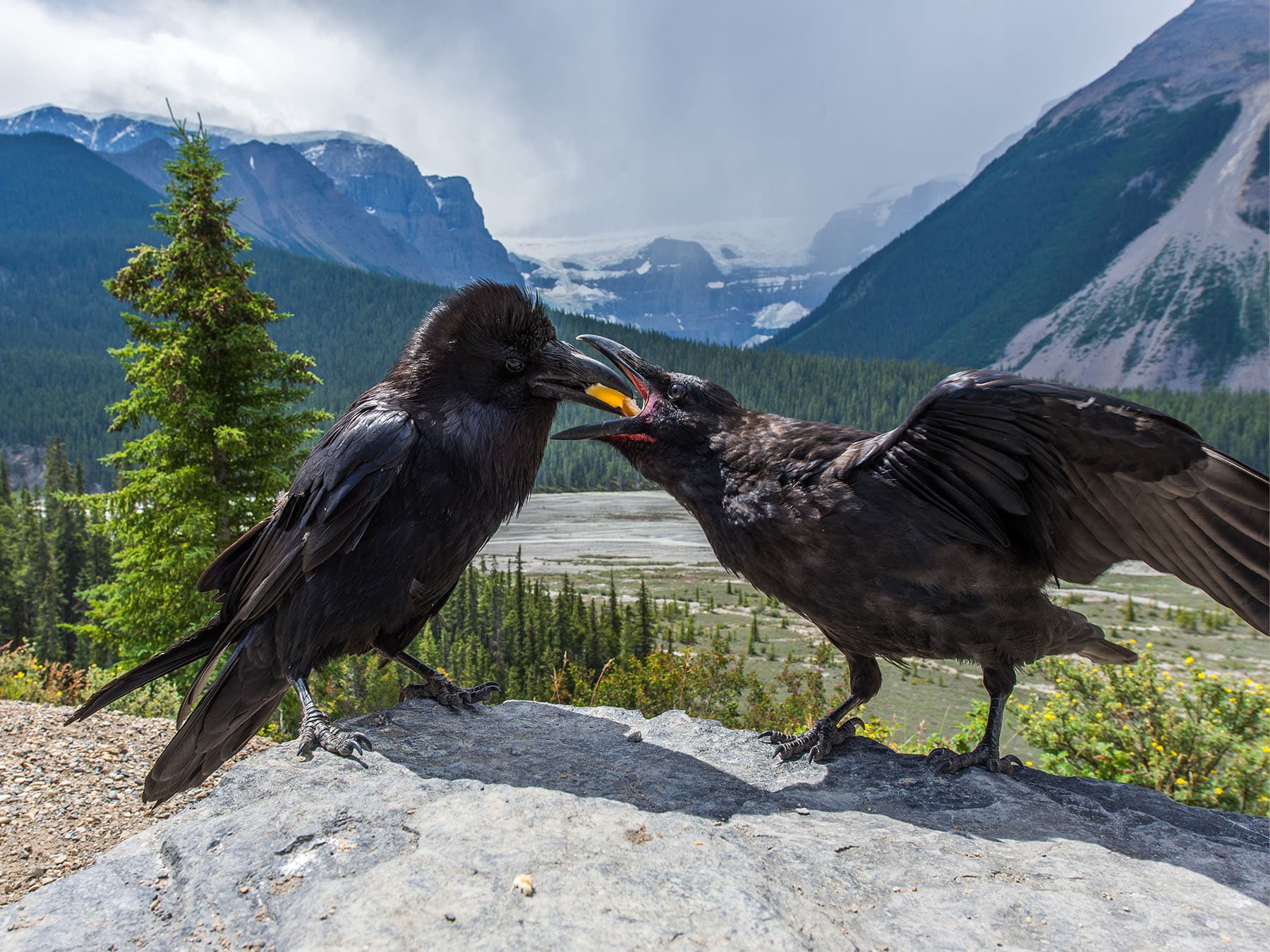 Raven Nesting (Behavior, Eggs + Location) | Birdfact