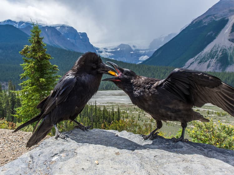Raven Nesting (Behavior, Eggs + Location) | Birdfact