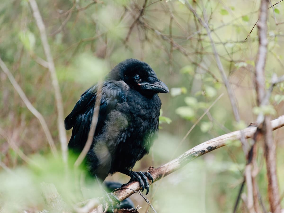 Raven Nesting (Behavior, Eggs + Location) | Birdfact