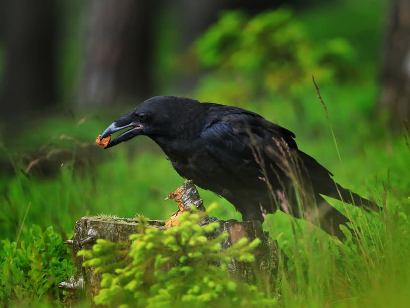 What Do Ravens Eat? (Common Raven Diet) | Birdfact