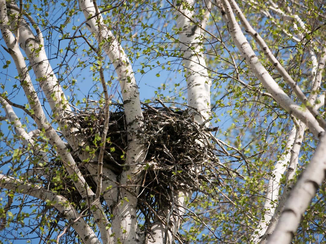 Raven Nesting (Behavior, Eggs + Location) | Birdfact