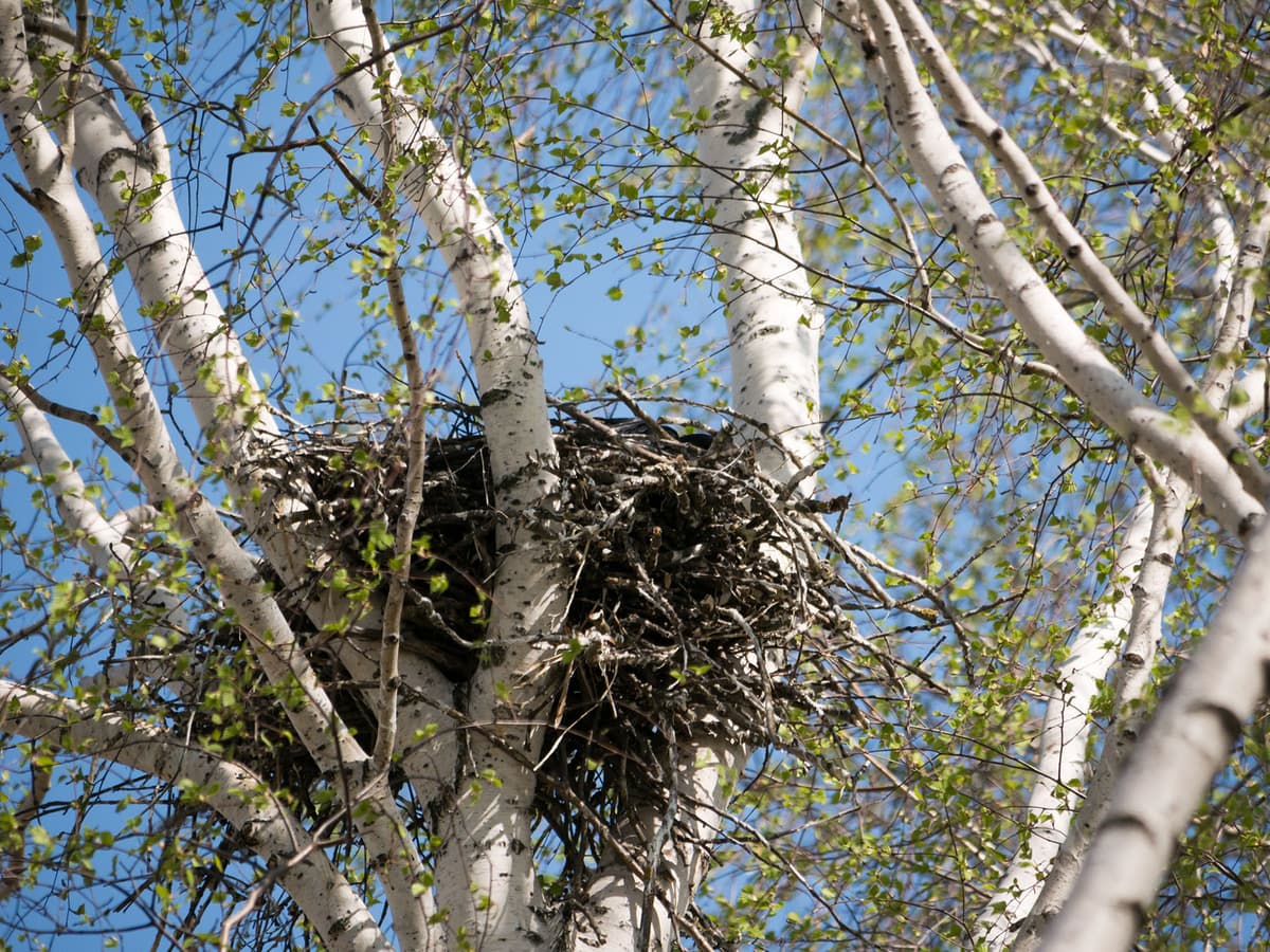 Raven Nesting (Behavior, Eggs + Location) | Birdfact