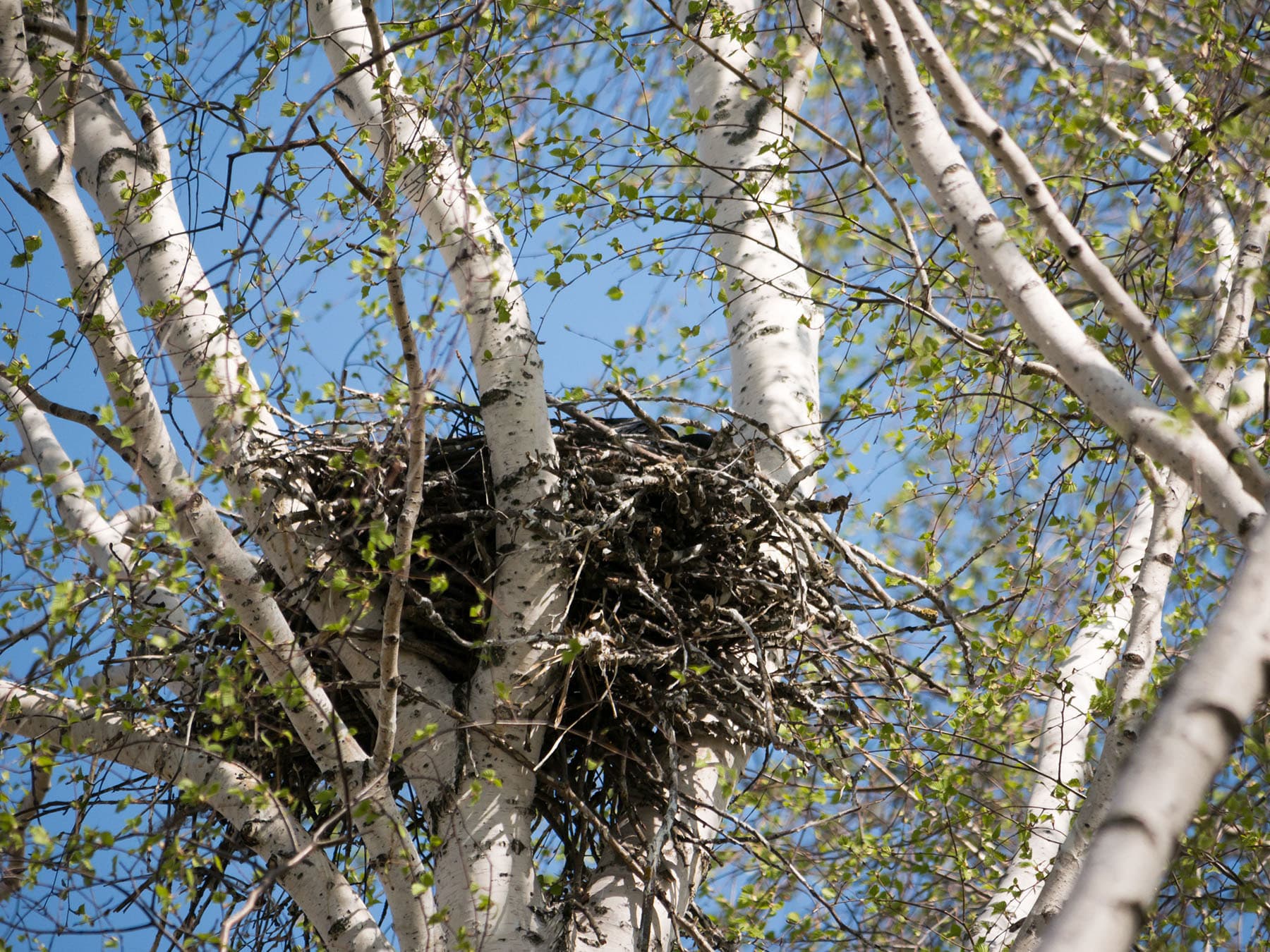 Raven Nesting (Behavior, Eggs + Location) | Birdfact