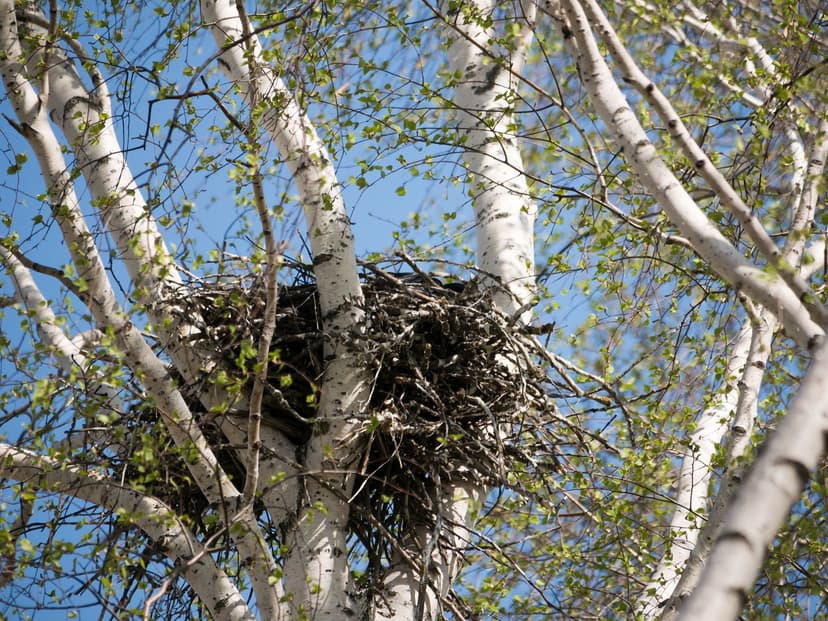 Raven Nesting (Behavior, Eggs + Location) | Birdfact