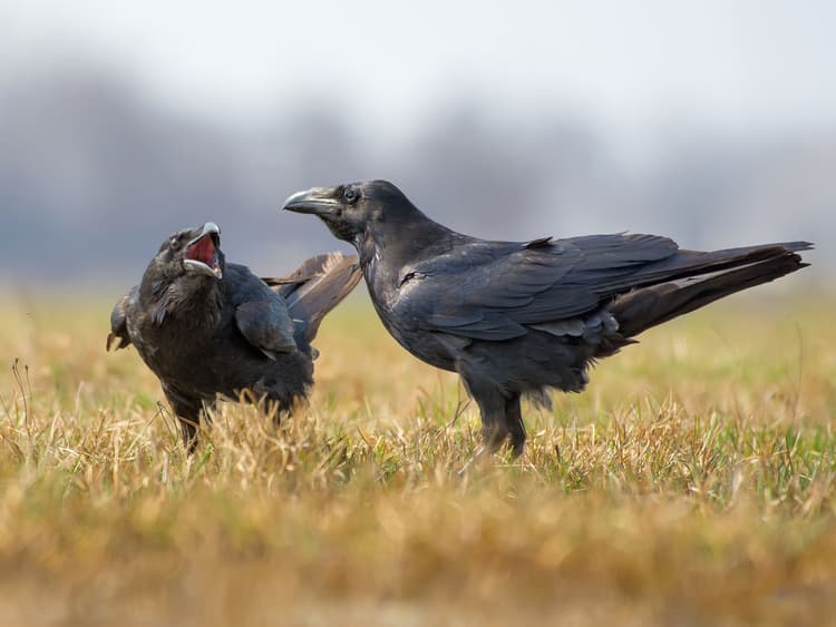 Raven Nesting (Behavior, Eggs + Location) | Birdfact