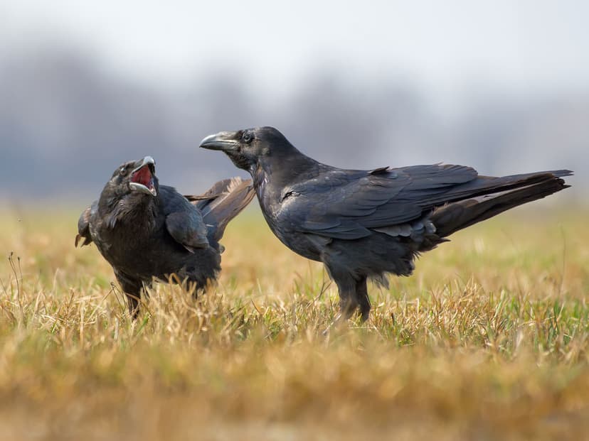 Raven Nesting (Behavior, Eggs + Location) | Birdfact
