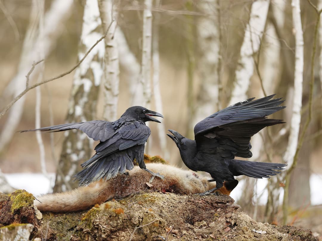 What Do Ravens Eat? (Common Raven Diet) | Birdfact