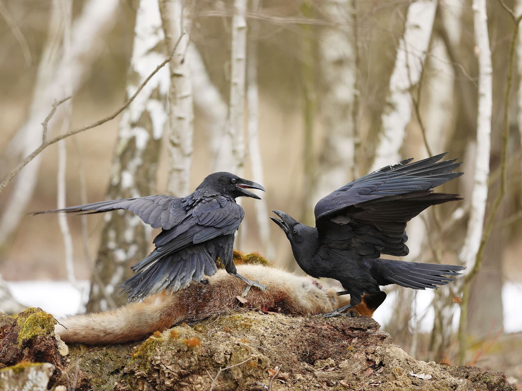 What Do Ravens Eat? (Common Raven Diet) | Birdfact