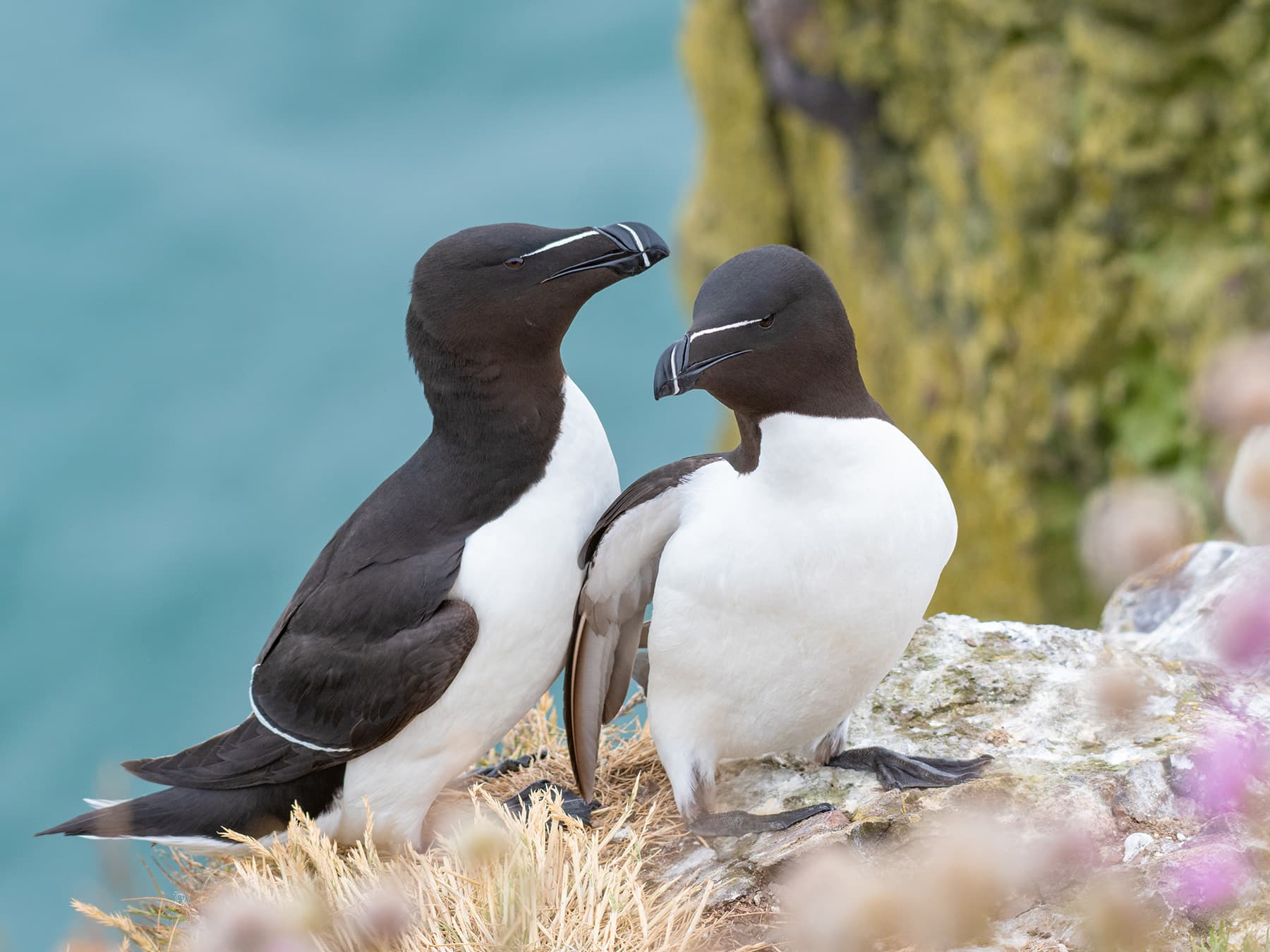 Razorbill | Birdfact