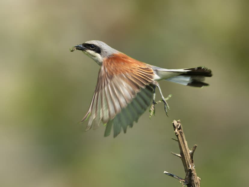 Red-backed Shrike | Birdfact