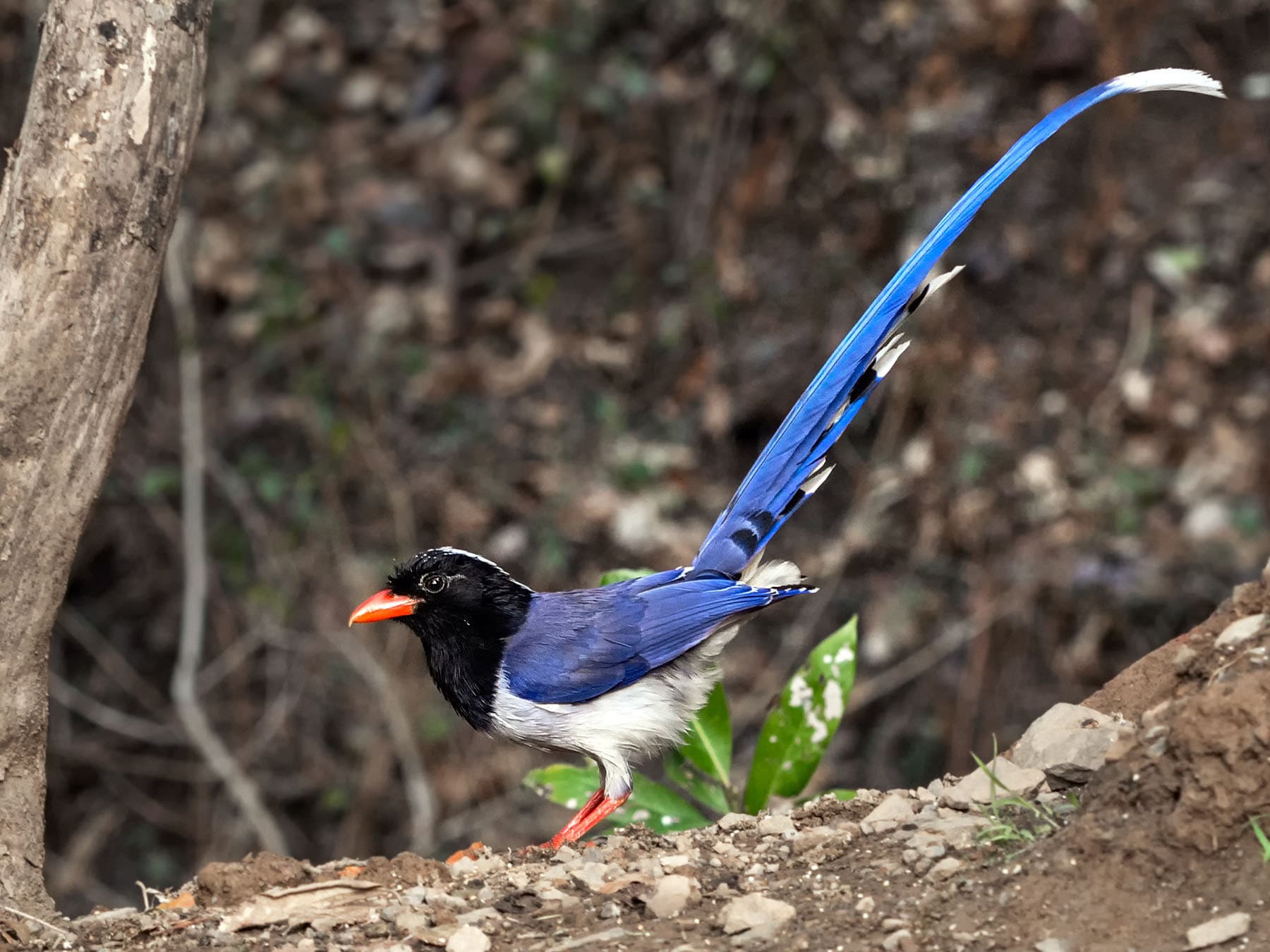 Red-billed Blue Magpie | Birdfact
