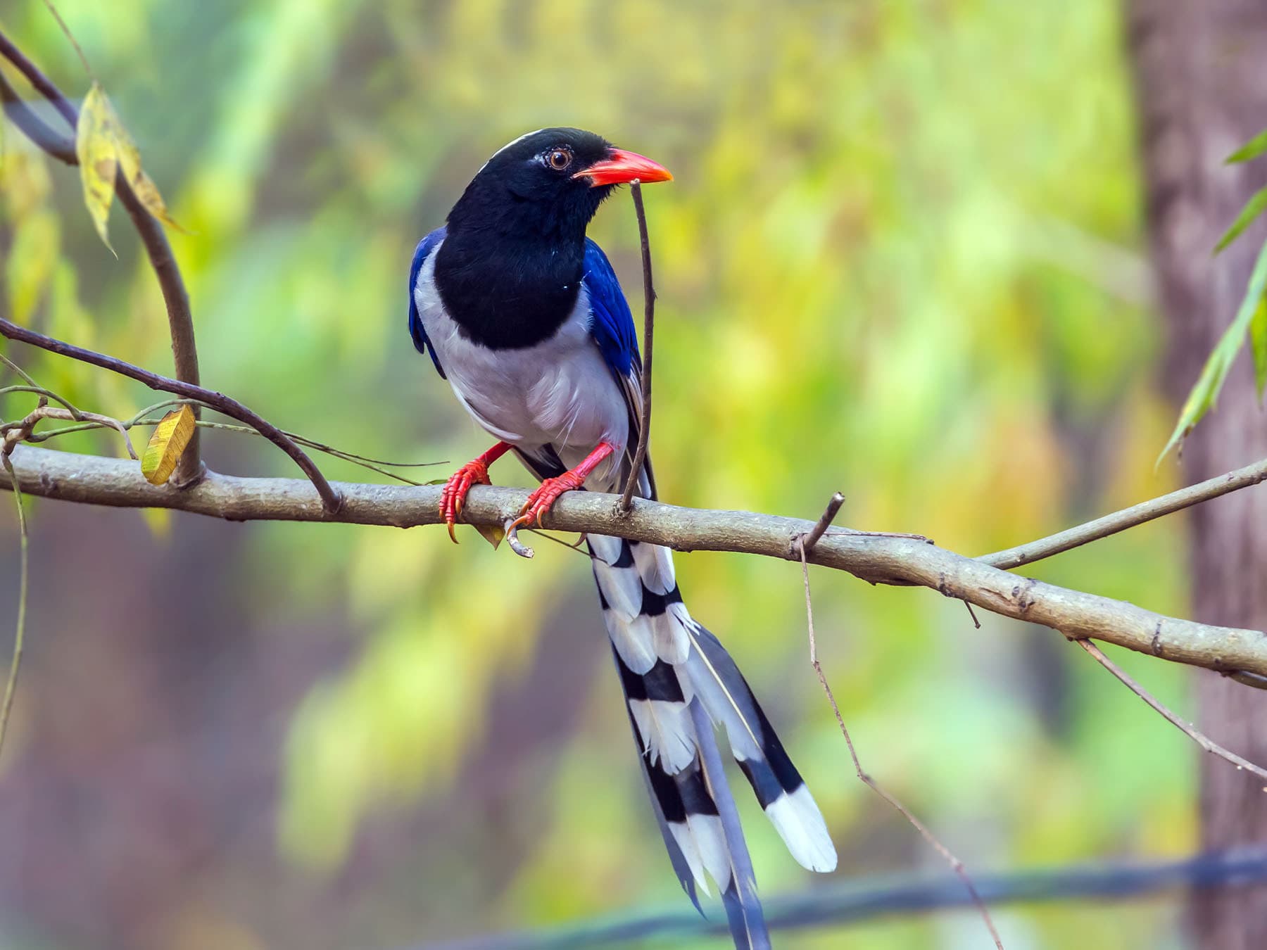 Red-billed Blue Magpie | Birdfact