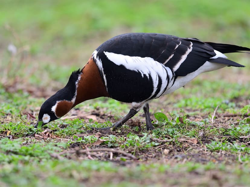 Red-breasted Goose | Birdfact