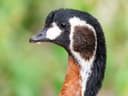 Red-breasted Goose | Birdfact