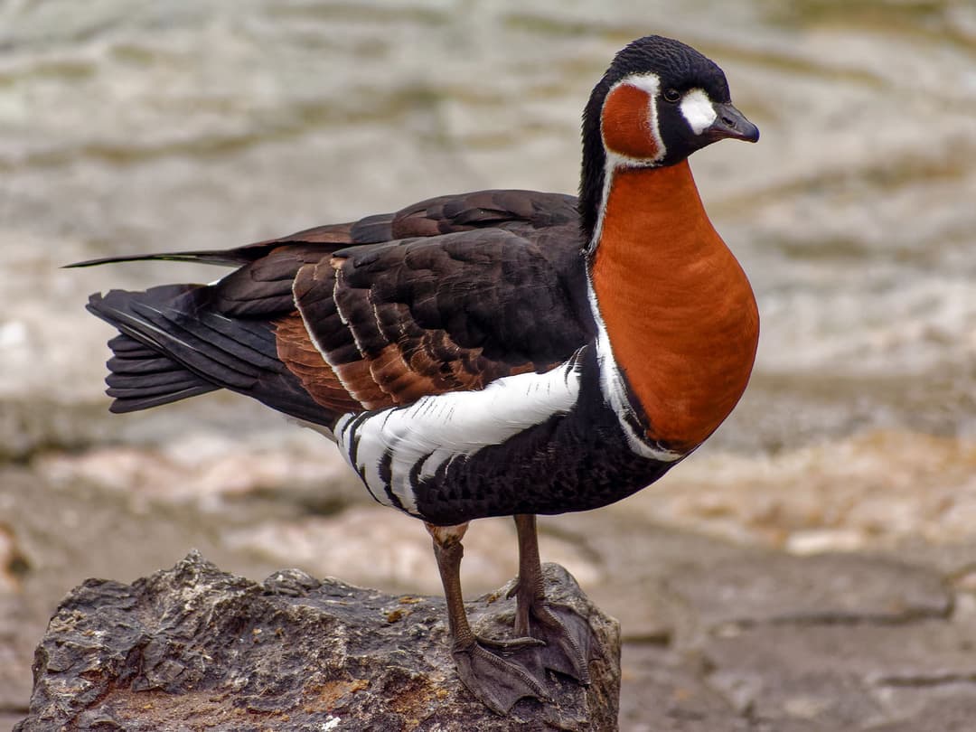 Red-breasted Goose | Birdfact