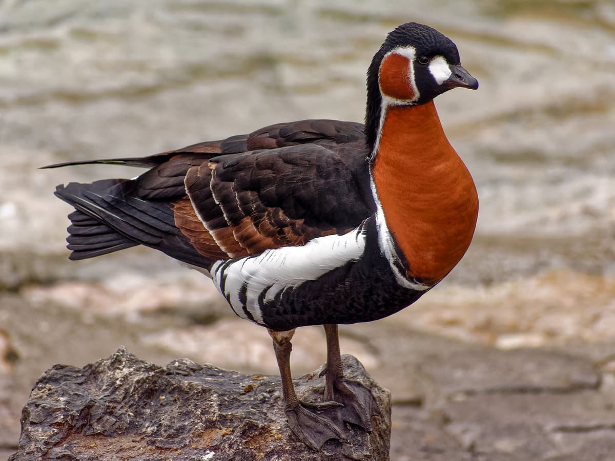 Red-breasted Goose | Birdfact