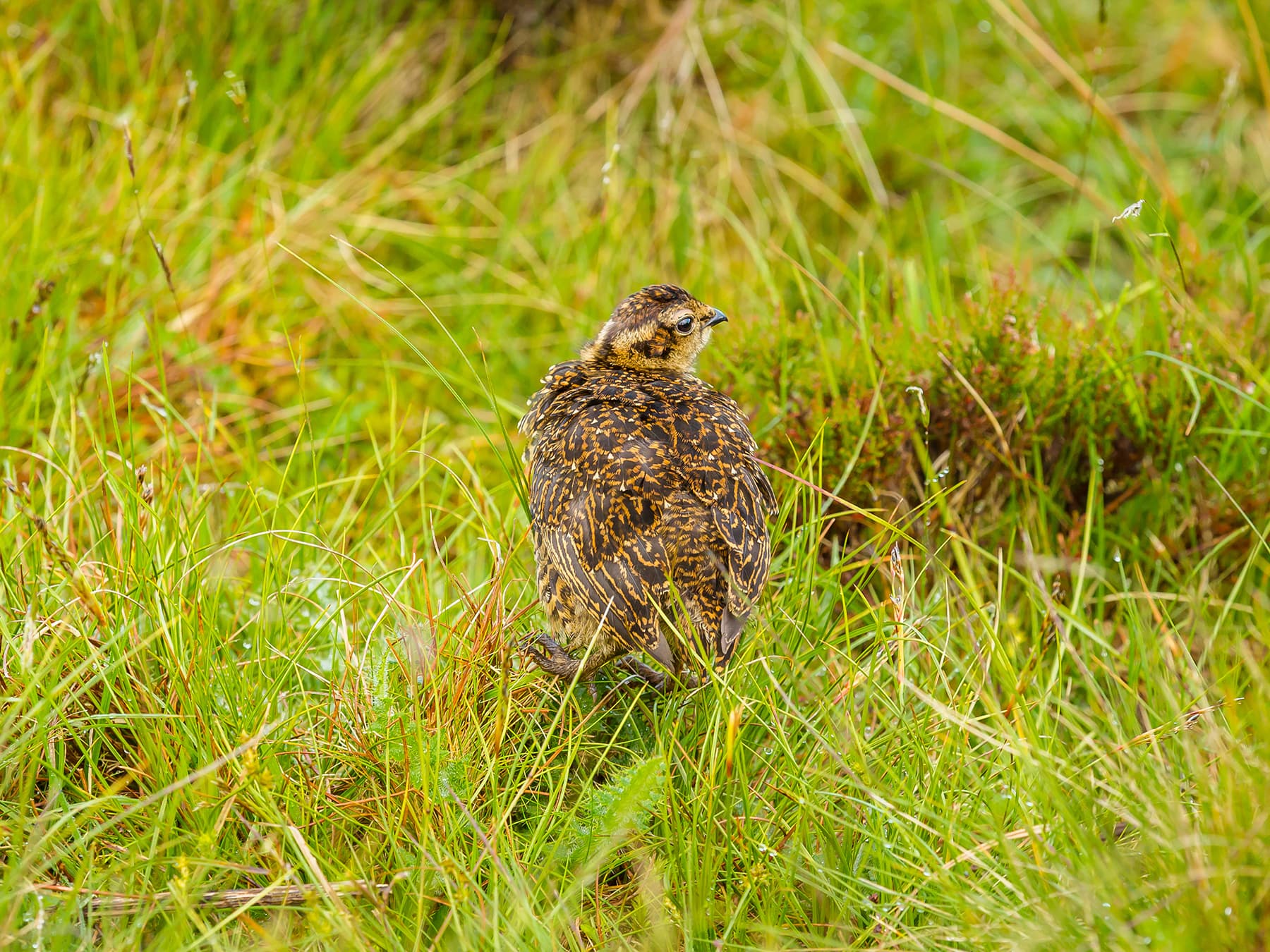 Red Grouse | Birdfact