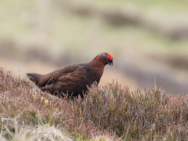 Red Grouse | Birdfact