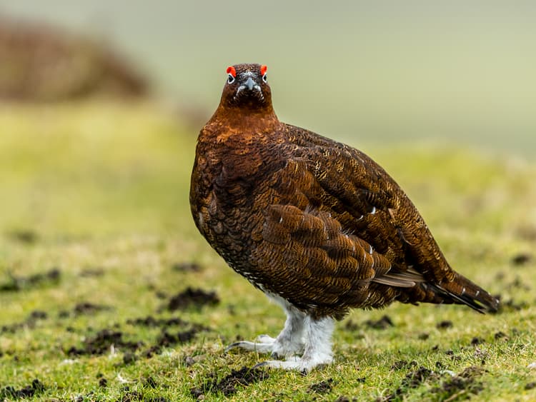 Red Grouse | Birdfact