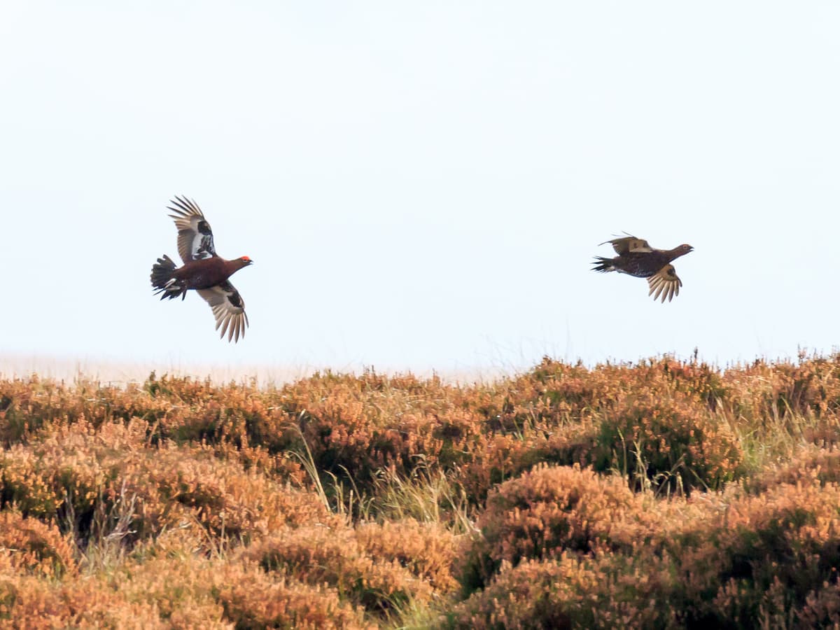 Red Grouse | Birdfact