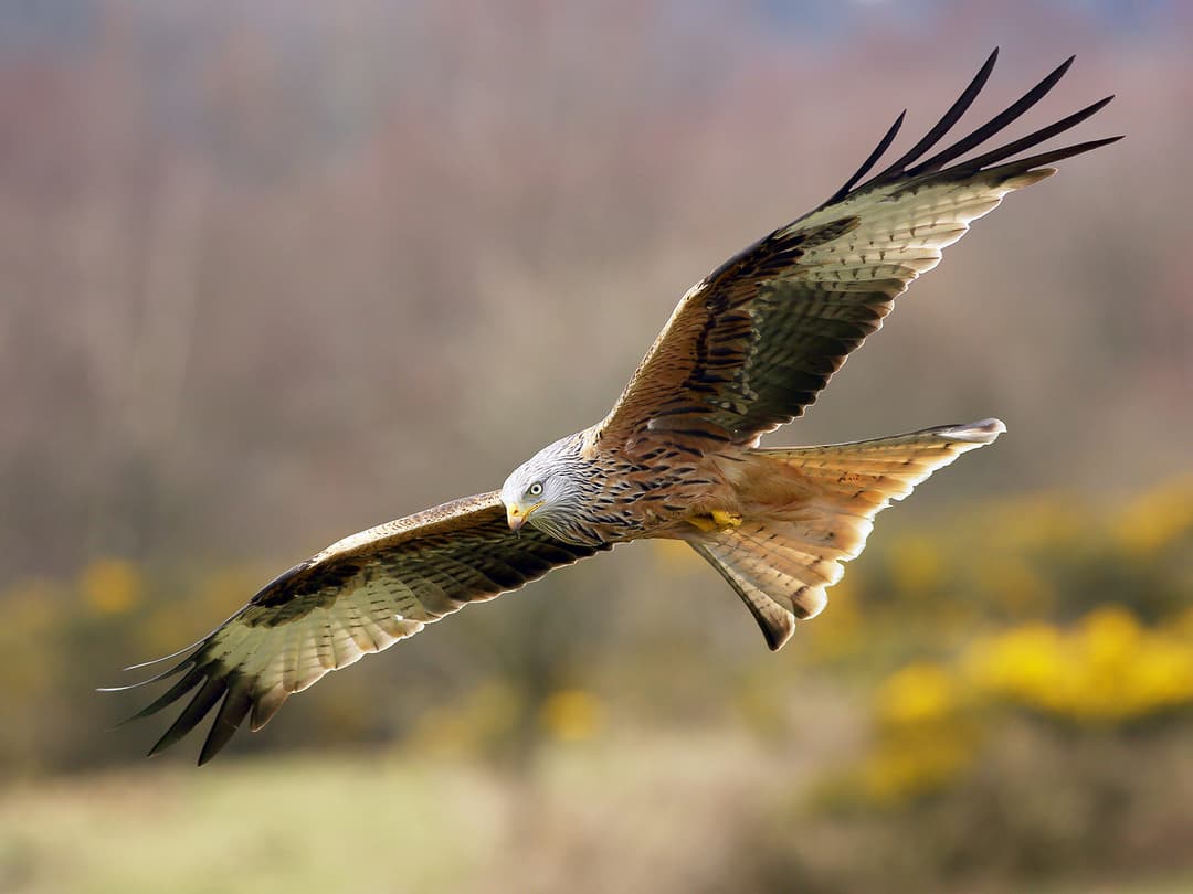 Where Do Red Kites Live? (Habitat + Distribution) | Birdfact
