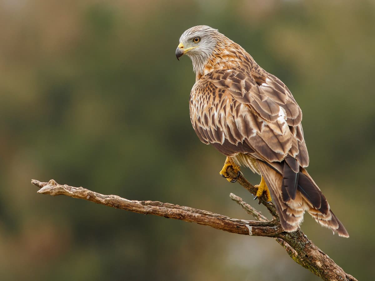 Where Do Red Kites Live? (Habitat + Distribution) | Birdfact