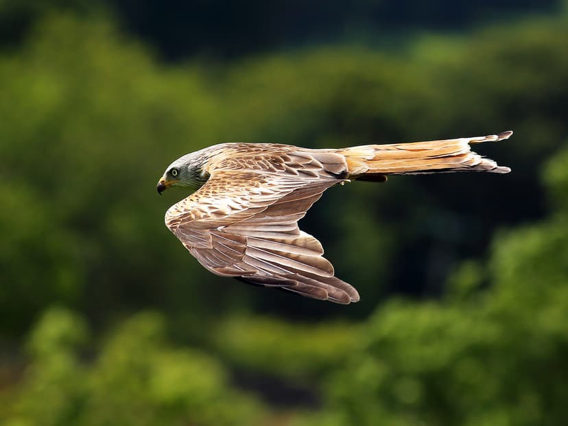 Where Do Red Kites Live? (Habitat + Distribution) | Birdfact