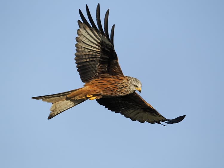 How Big Are Red Kites? (Wingspan + Size) | Birdfact