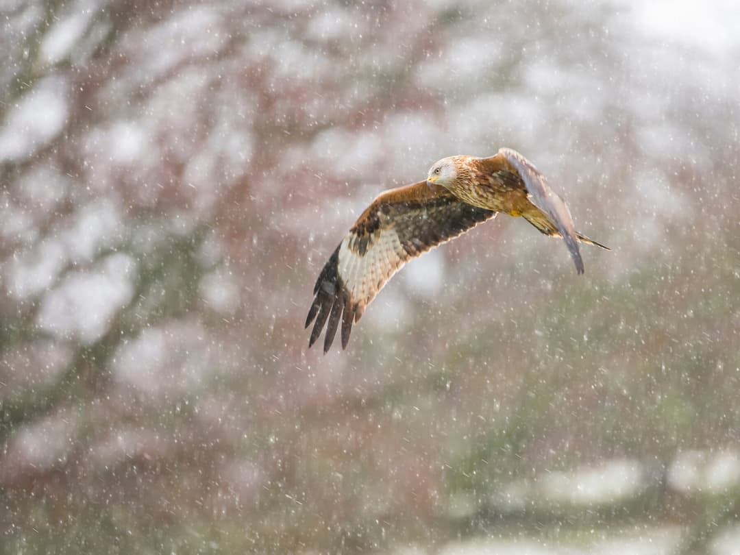 Where Do Red Kites Live? (Habitat + Distribution) | Birdfact
