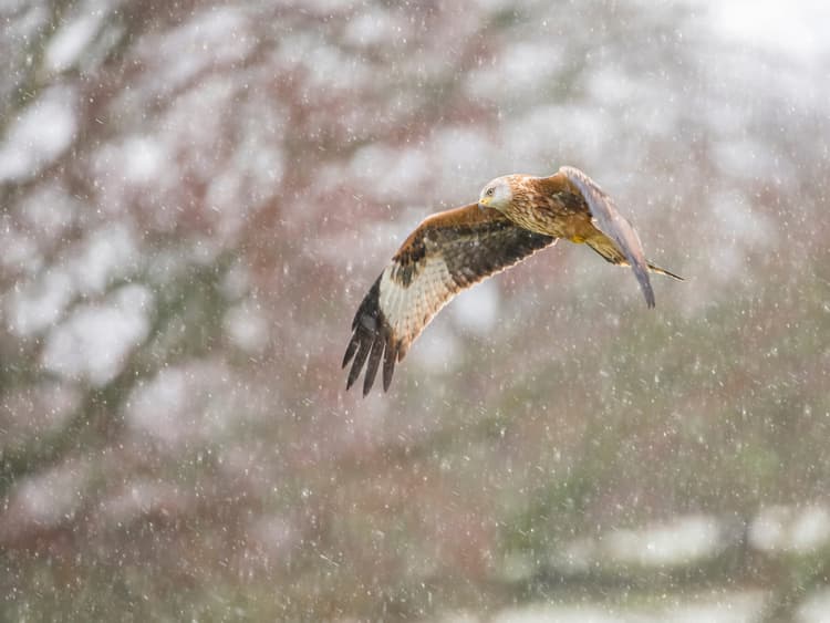 Where Do Red Kites Live? (Habitat + Distribution) | Birdfact