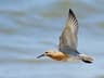 Red Knot | Birdfact