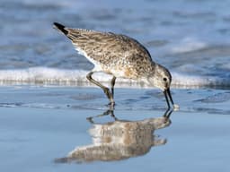 Red Knot | Birdfact
