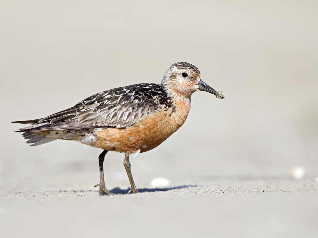 Red Knot | Birdfact