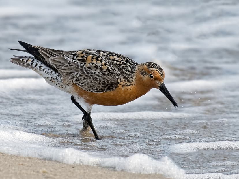 Red Knot | Birdfact