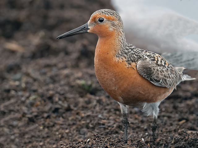 Red Knot | Birdfact
