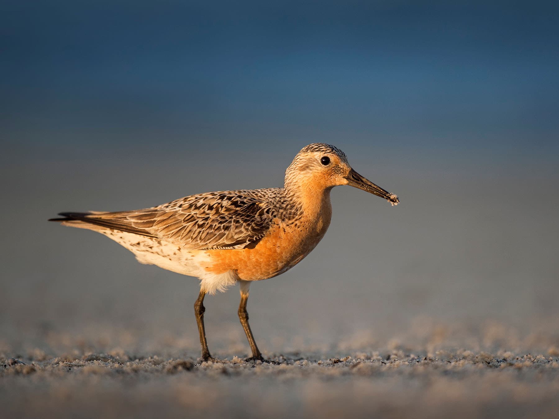 the role of gizzards | Birdfact