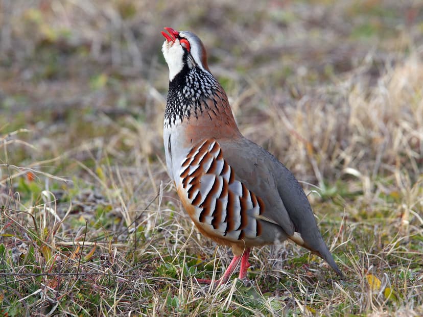 Red-legged Partridge | Birdfact
