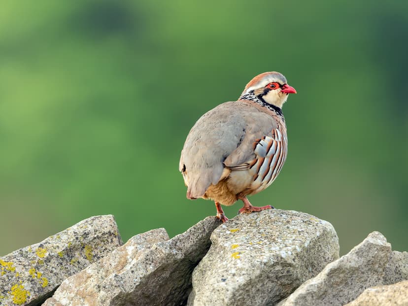 Red-legged Partridge | Birdfact